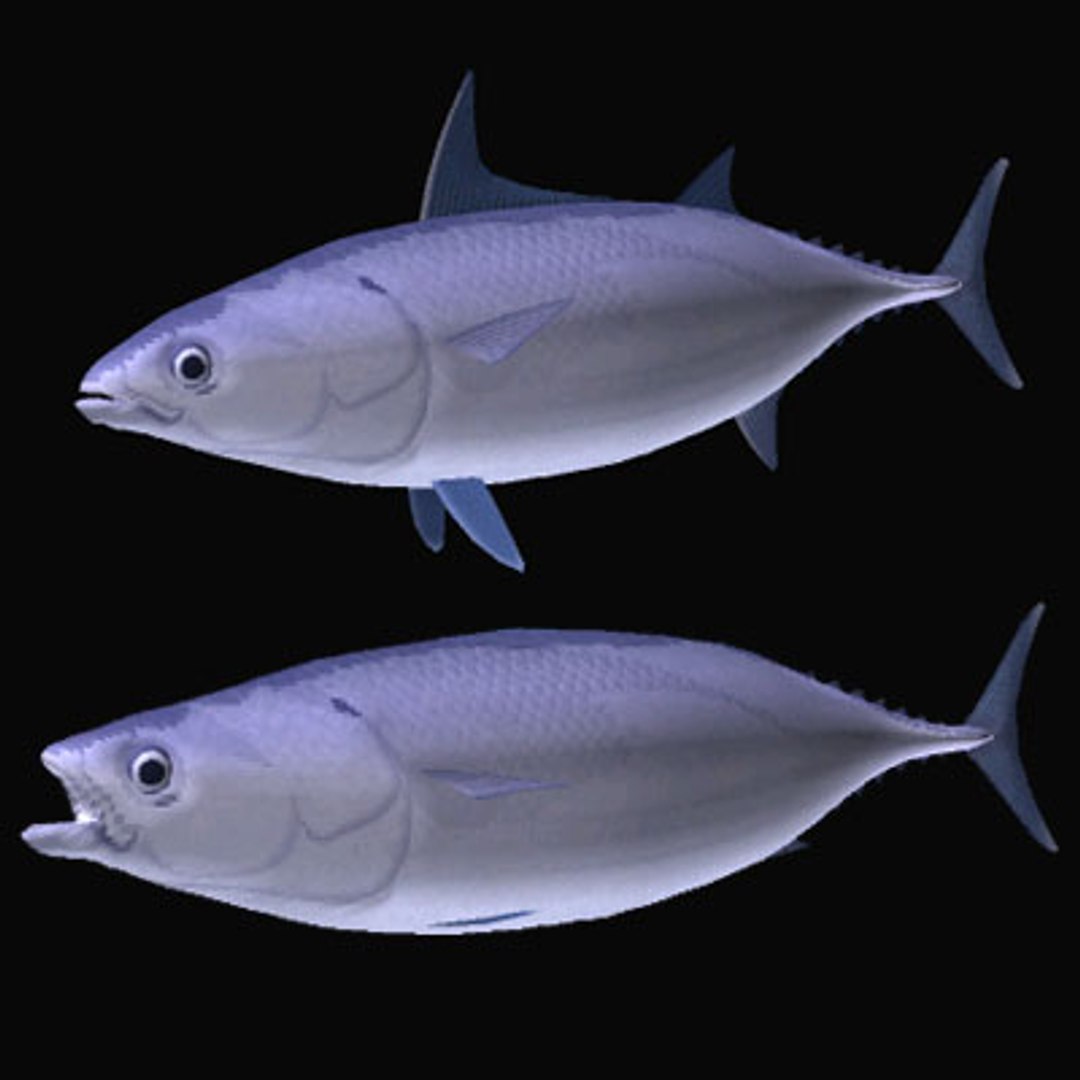 katsuwonus katuo 3d model