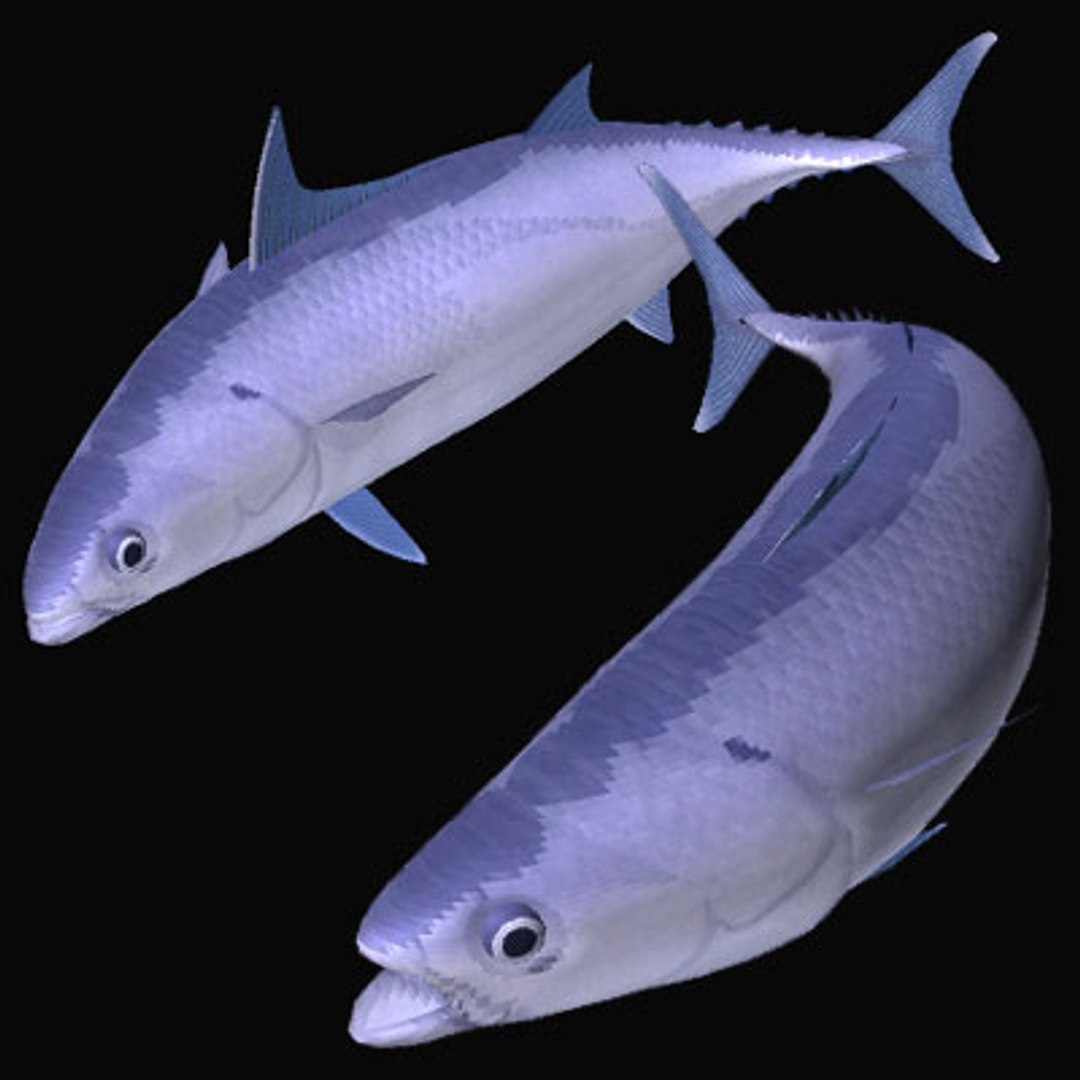katsuwonus katuo 3d model