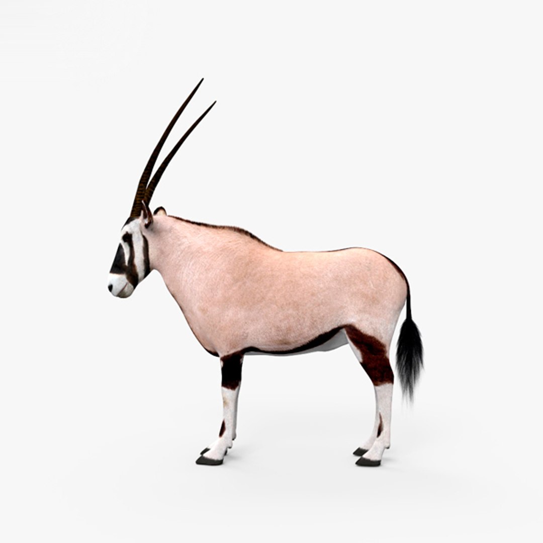3D model oryx - TurboSquid 1578447