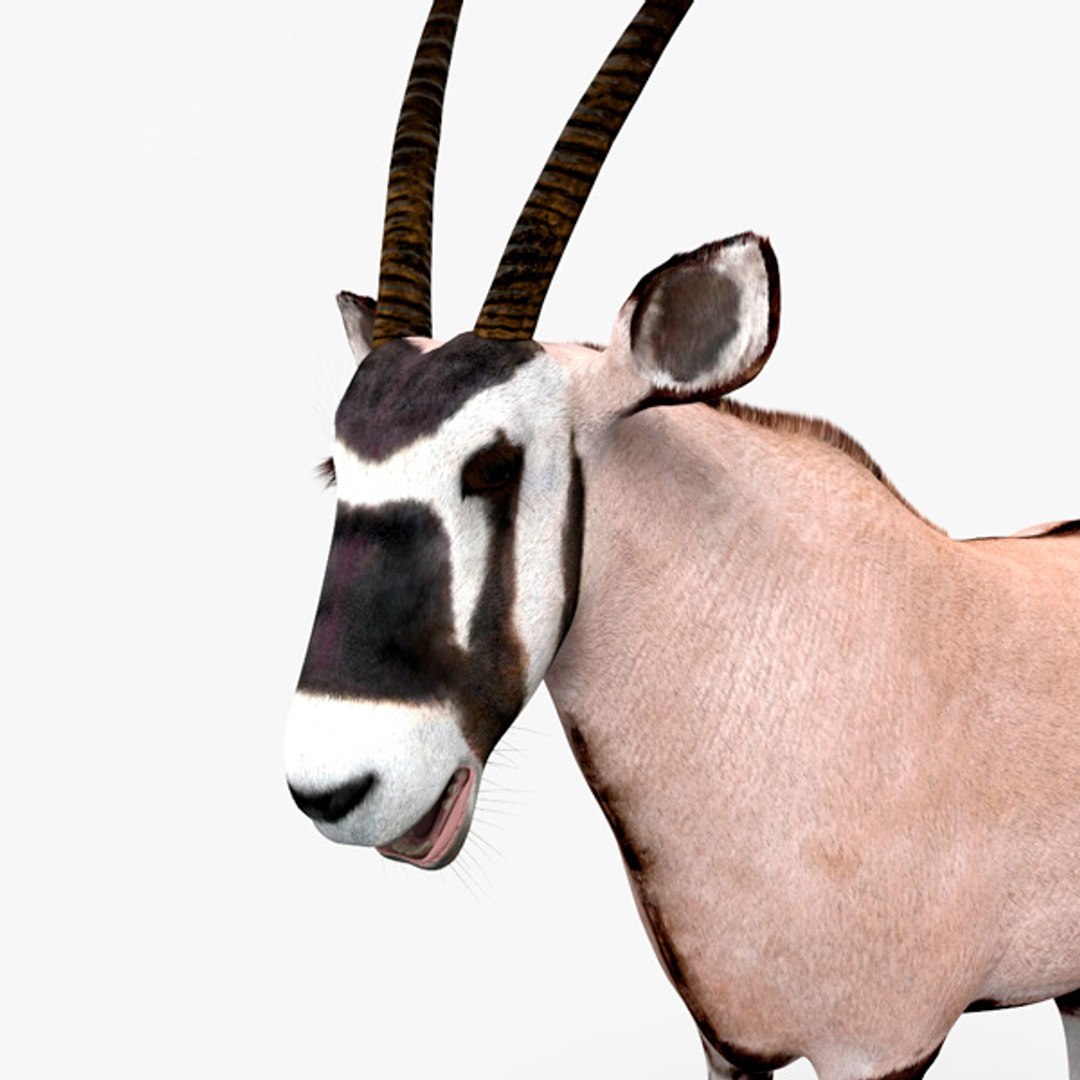 3D model oryx - TurboSquid 1578447