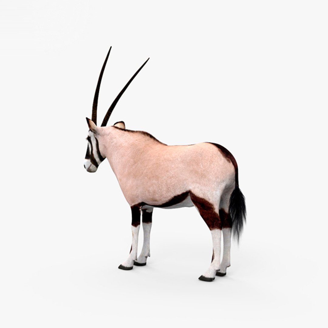 3D model oryx - TurboSquid 1578447