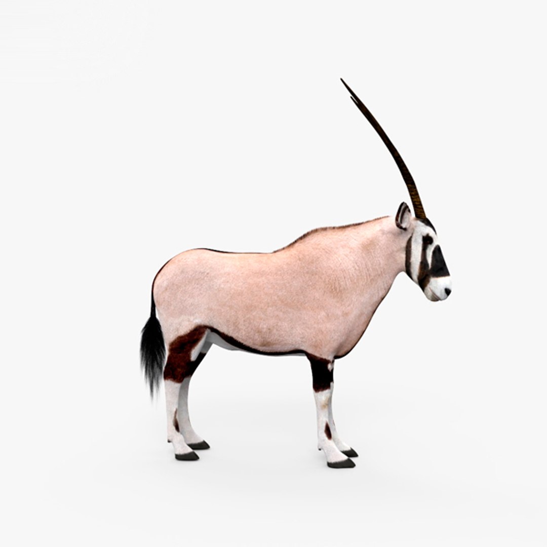 3D model oryx - TurboSquid 1578447