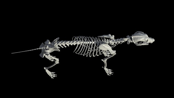 anatomia do lobo Modelo 3D - TurboSquid 1709047