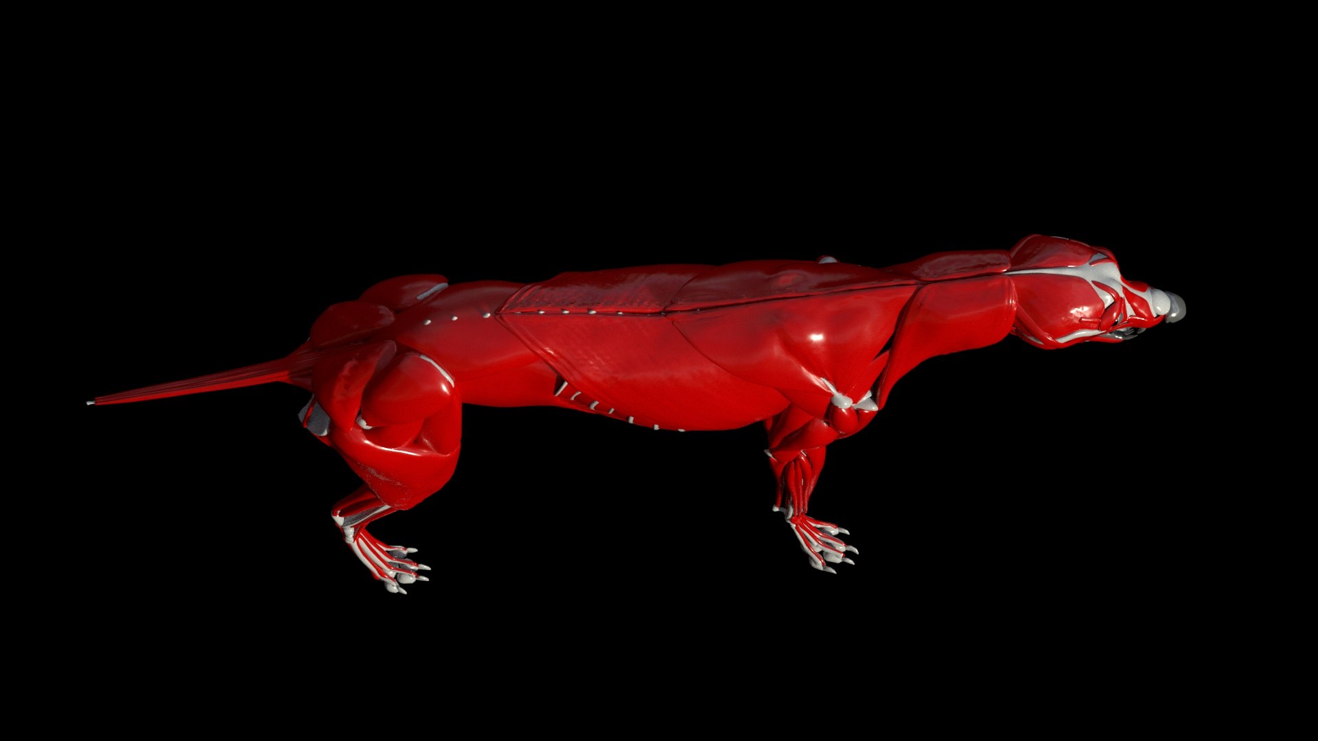 3D Model Wolf Anatomy - TurboSquid 1709047