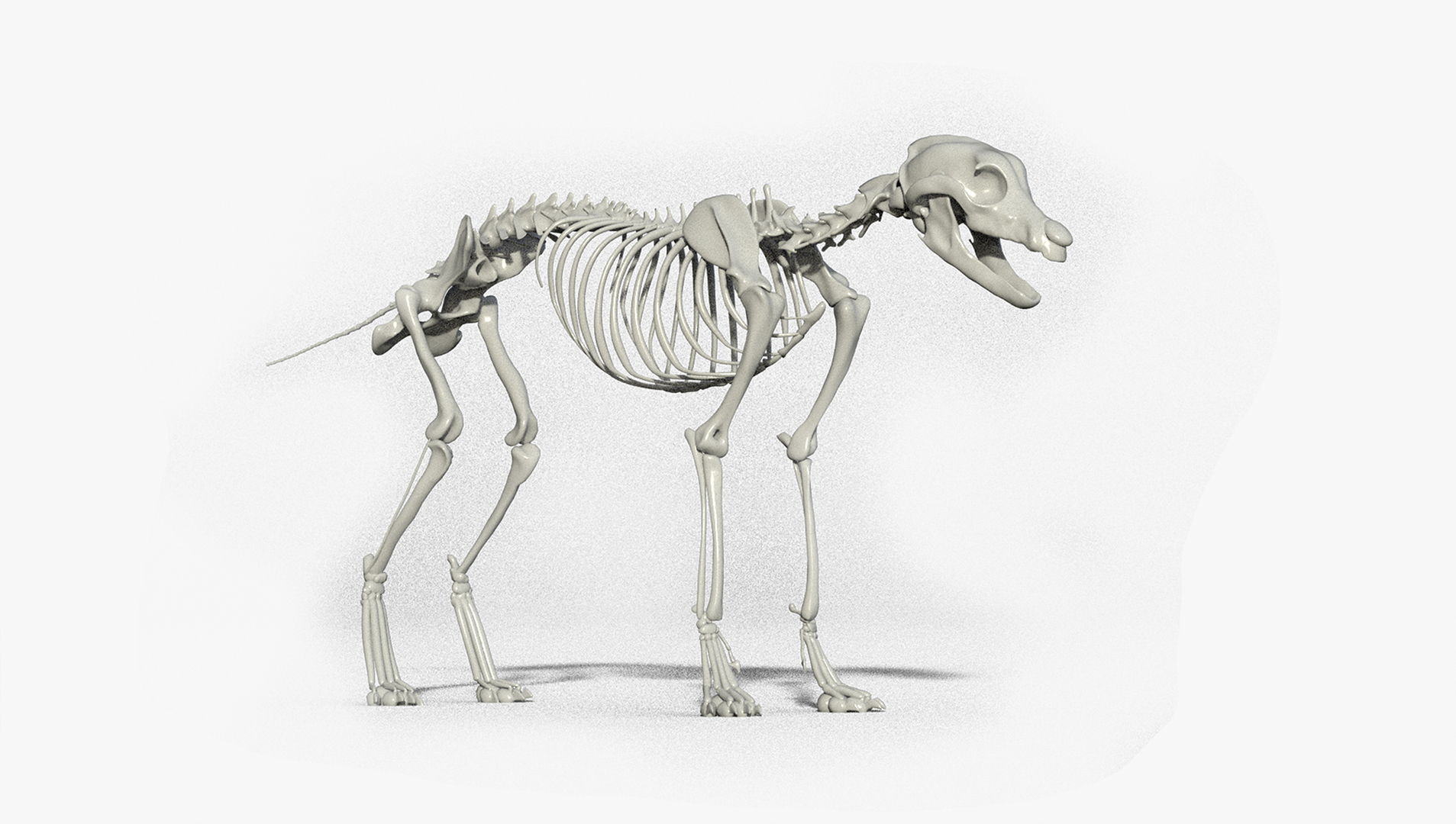 3D model wolf anatomy - TurboSquid 1709047