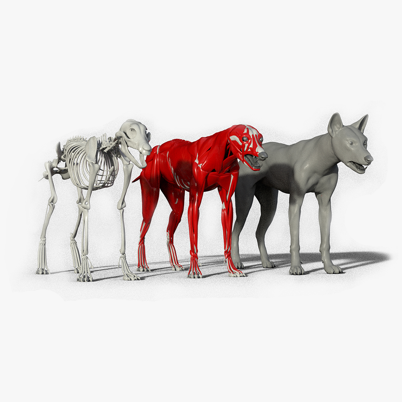 Wolf Anatomie 3D-Modell - TurboSquid 1709047