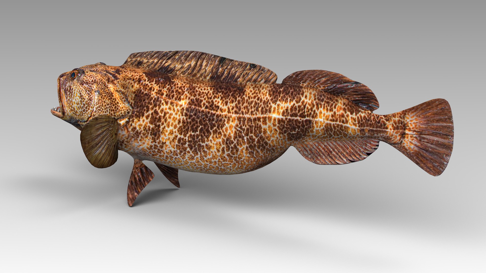 Lingcod 3D Model - TurboSquid 1963645