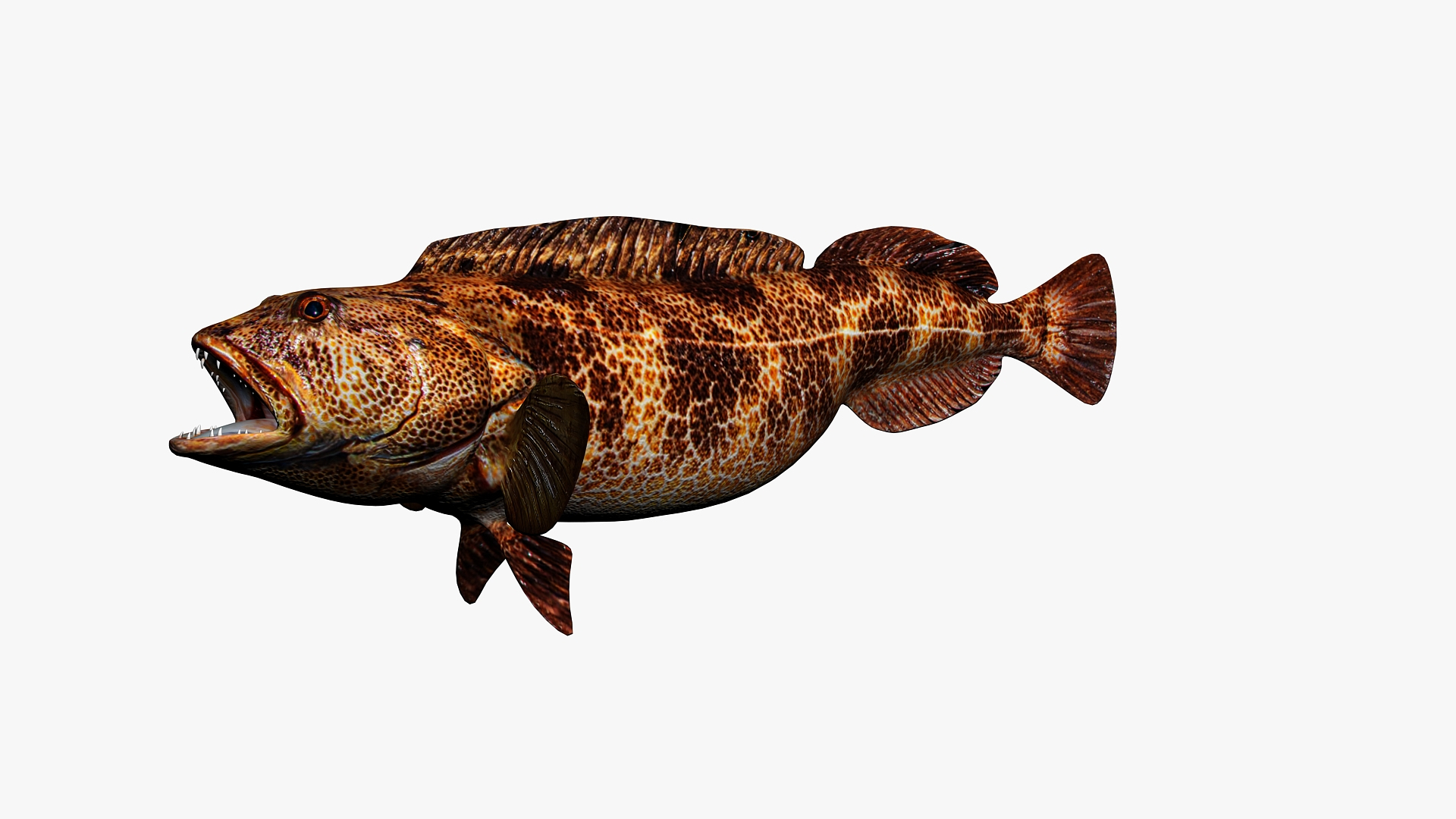 Lingcod 3D Model - TurboSquid 1963645