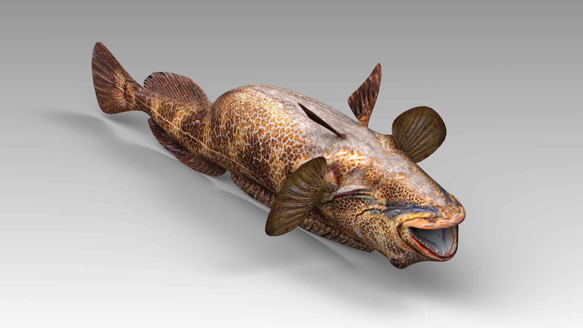 Lingcod 3D Model - TurboSquid 1963645