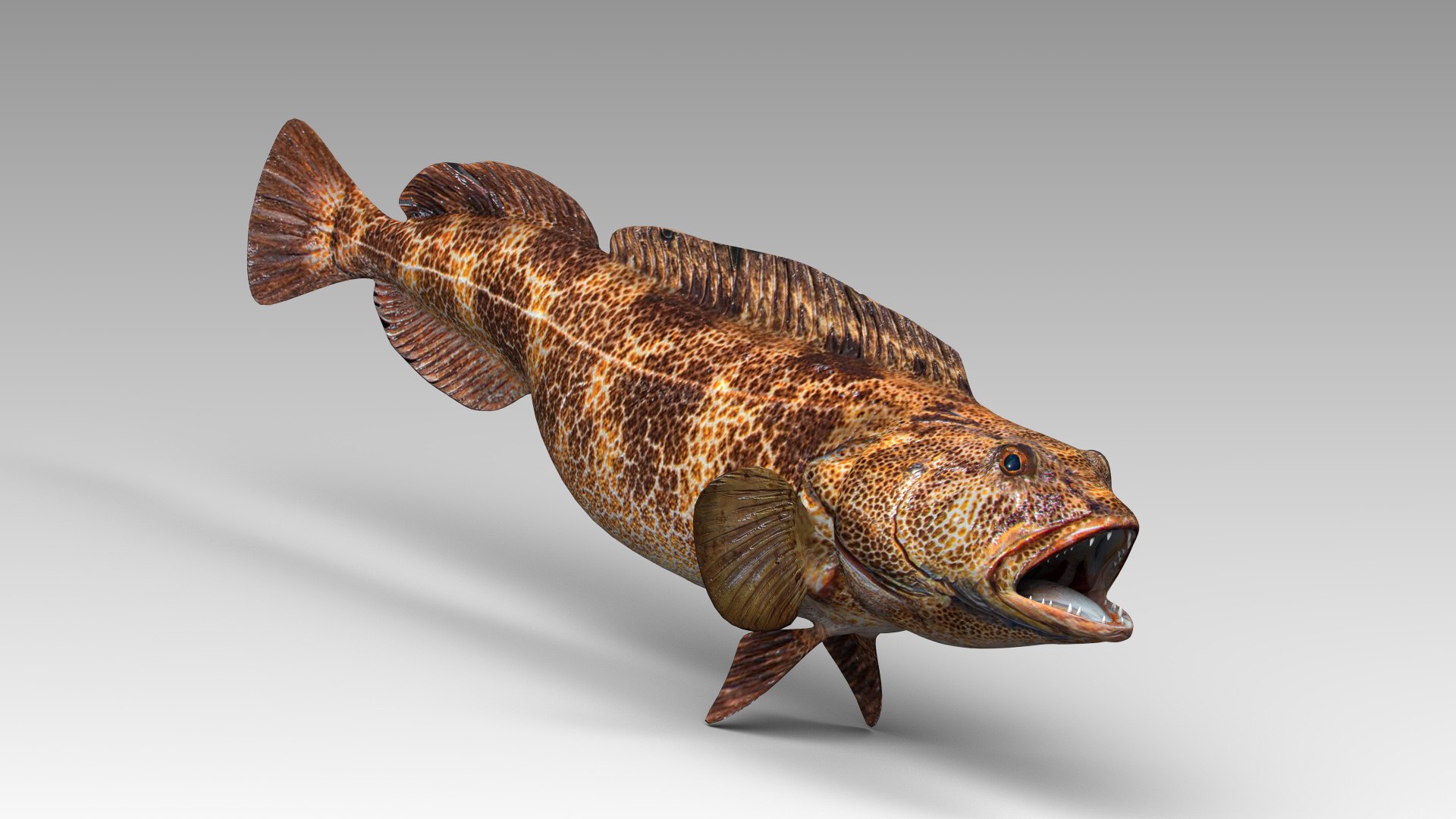 Lingcod 3D Model - TurboSquid 1963645