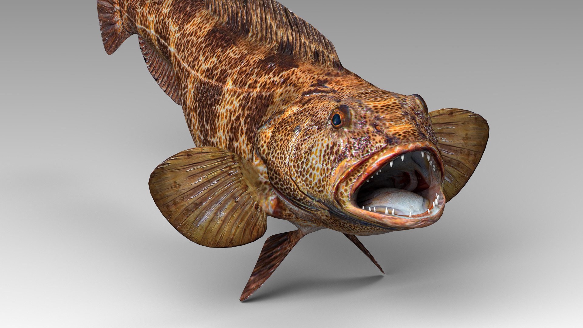 Lingcod 3D Model - TurboSquid 1963645