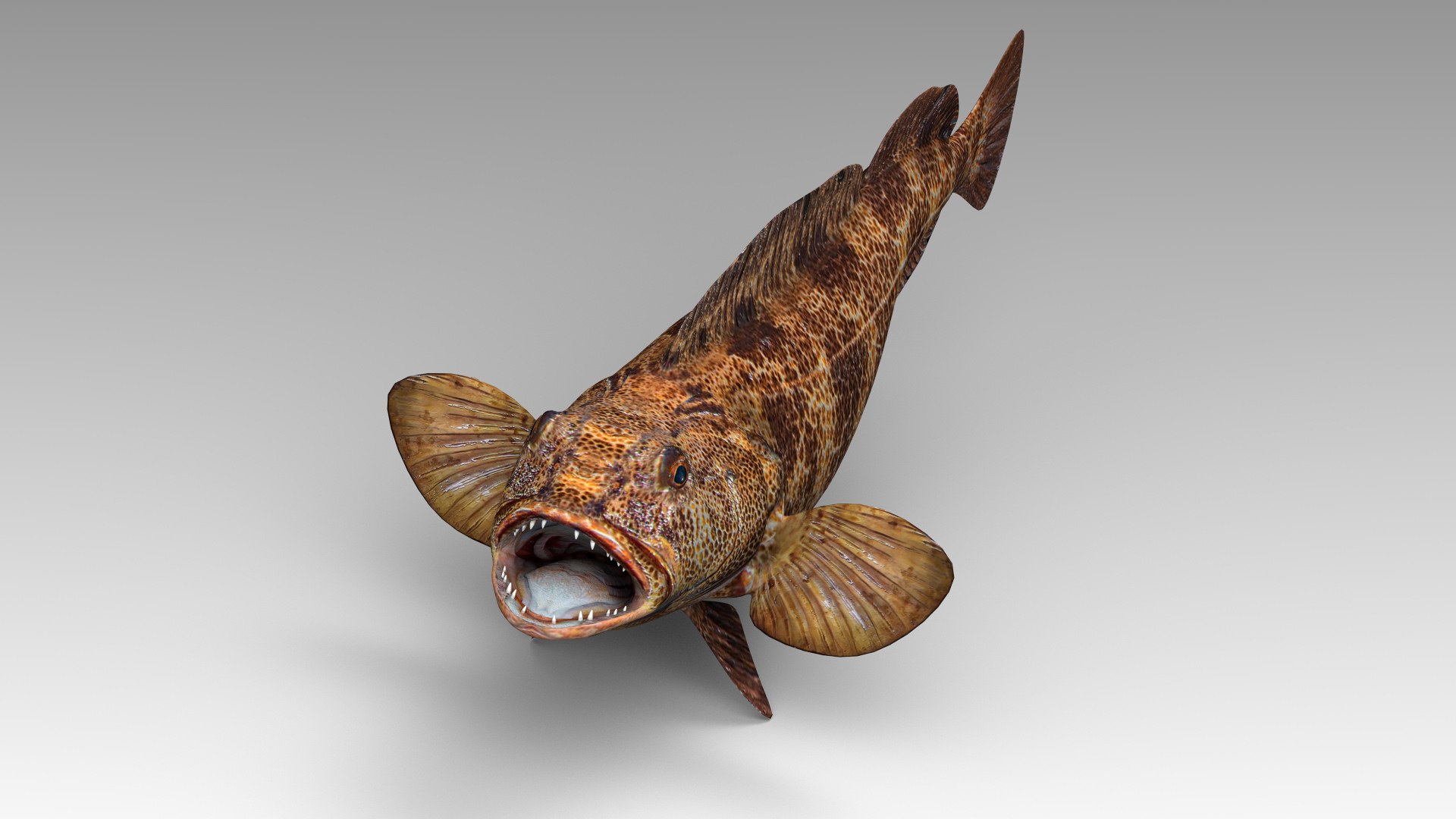 Lingcod 3D Model - TurboSquid 1963645