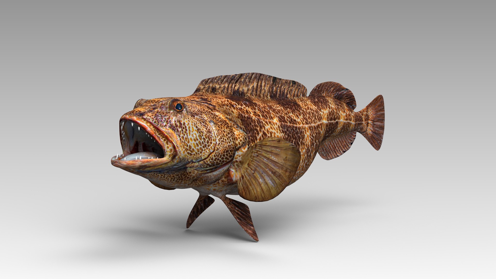 Lingcod 3D Model - TurboSquid 1963645