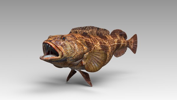Lingcod 3D model - TurboSquid 1963645
