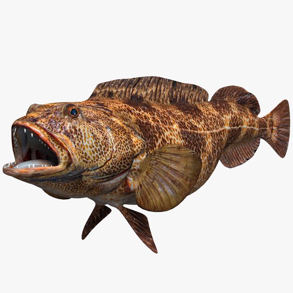 Lingcod 3D 모델 - TurboSquid 1963645