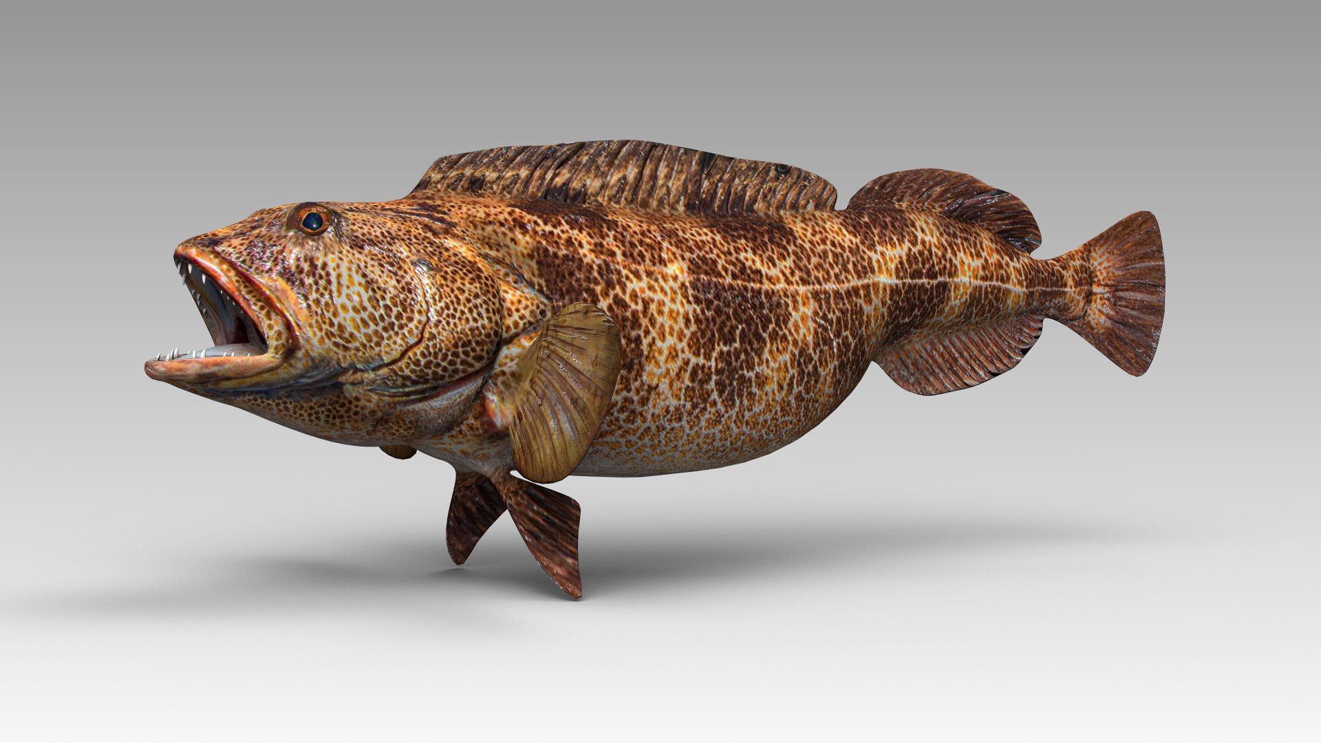 Lingcod 3D Model - TurboSquid 1963645