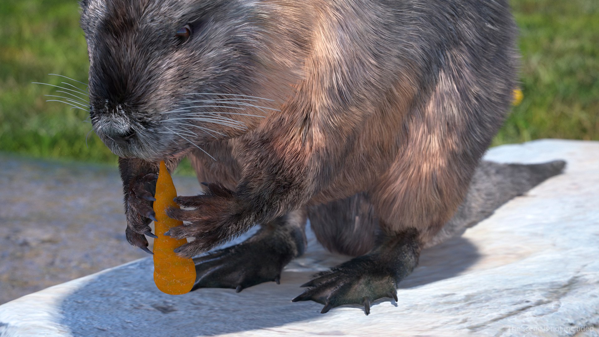 3D Nutria Eating Carrot Fur - TurboSquid 2180542
