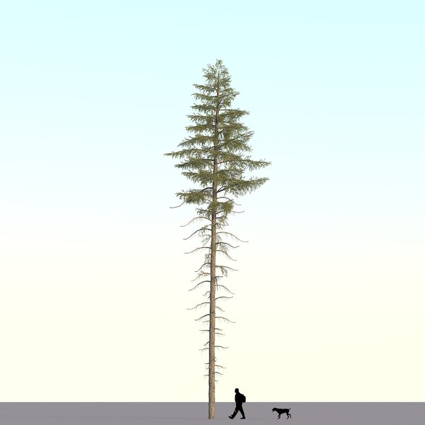3d model spruce tree