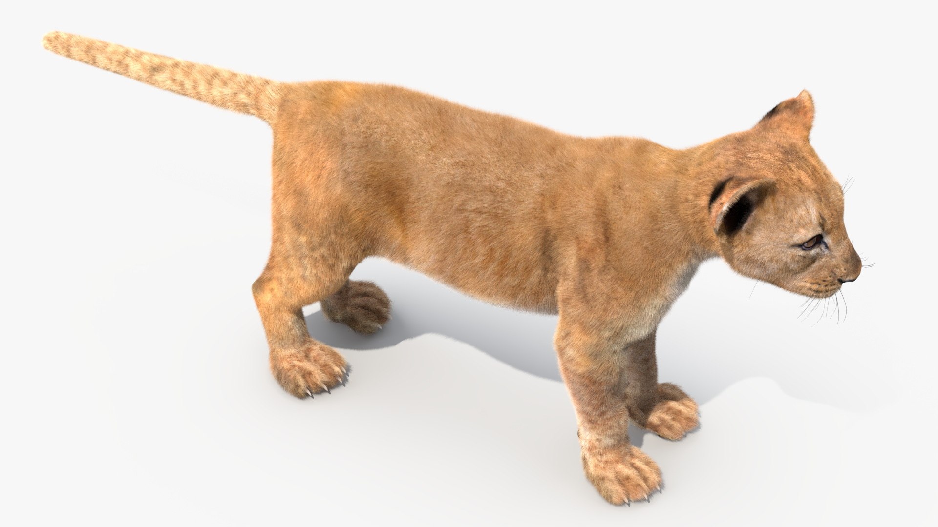 Lion Cub Fur 3D Model - TurboSquid 2335374