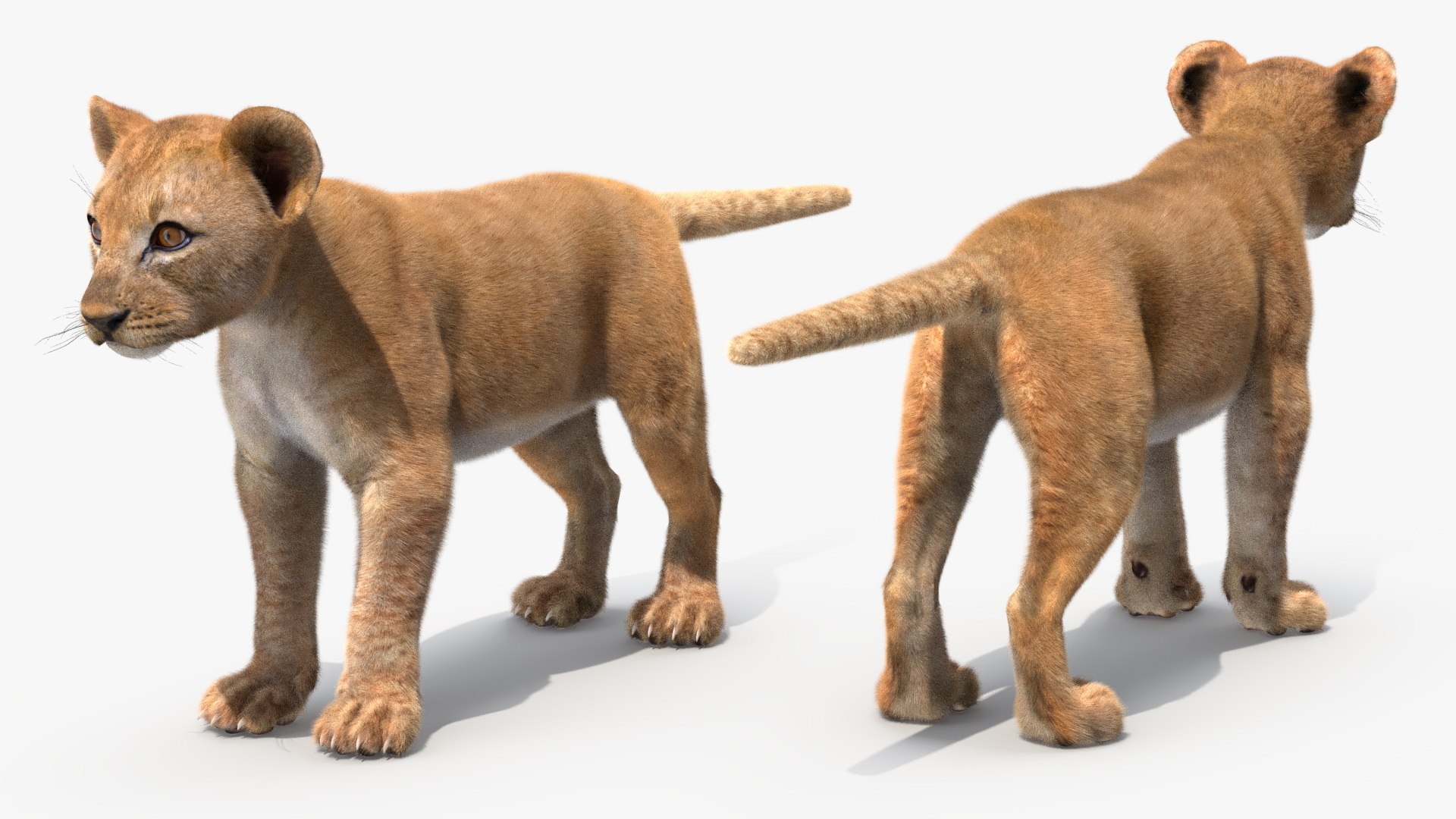 Lion Cub Fur 3D Model - TurboSquid 2335374