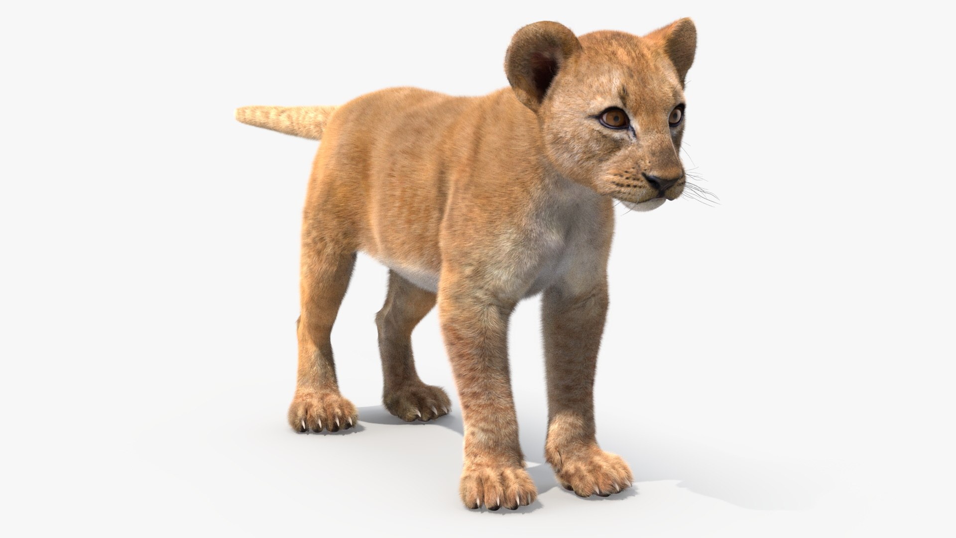 Lion Cub Fur 3D Model - TurboSquid 2335374