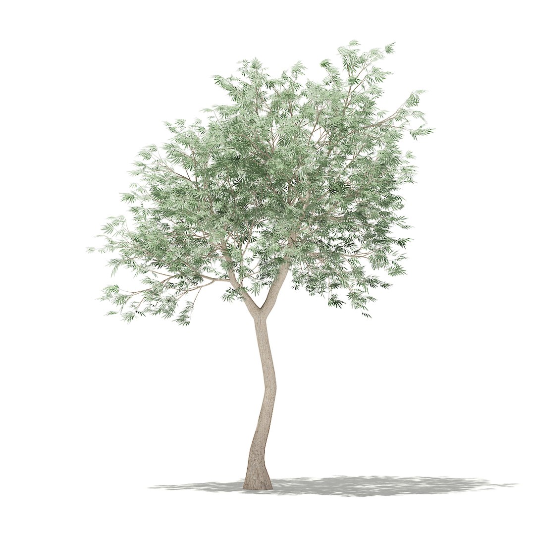 3D Olive Tree 3m Model - TurboSquid 1306125