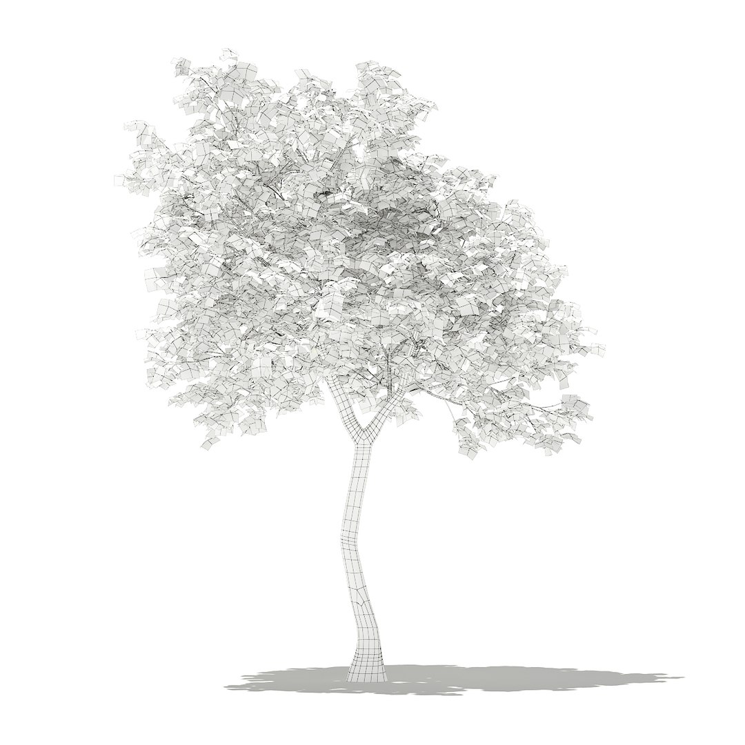 3D Olive Tree 3m Model - TurboSquid 1306125