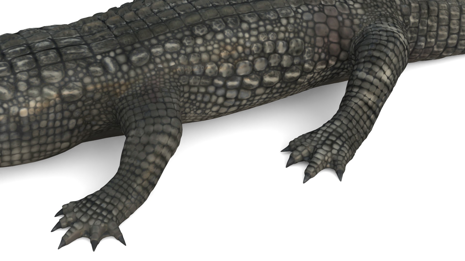 Alligator 3D Model - TurboSquid 2218693