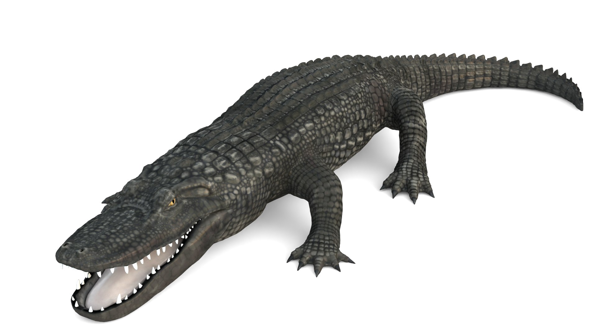 Alligator 3D Model - TurboSquid 2218693