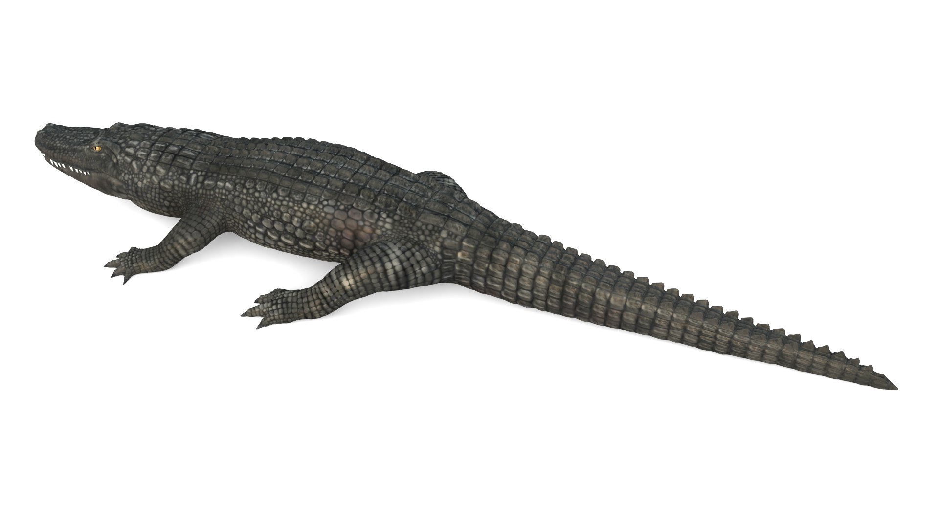 Alligator 3D Model - TurboSquid 2218693