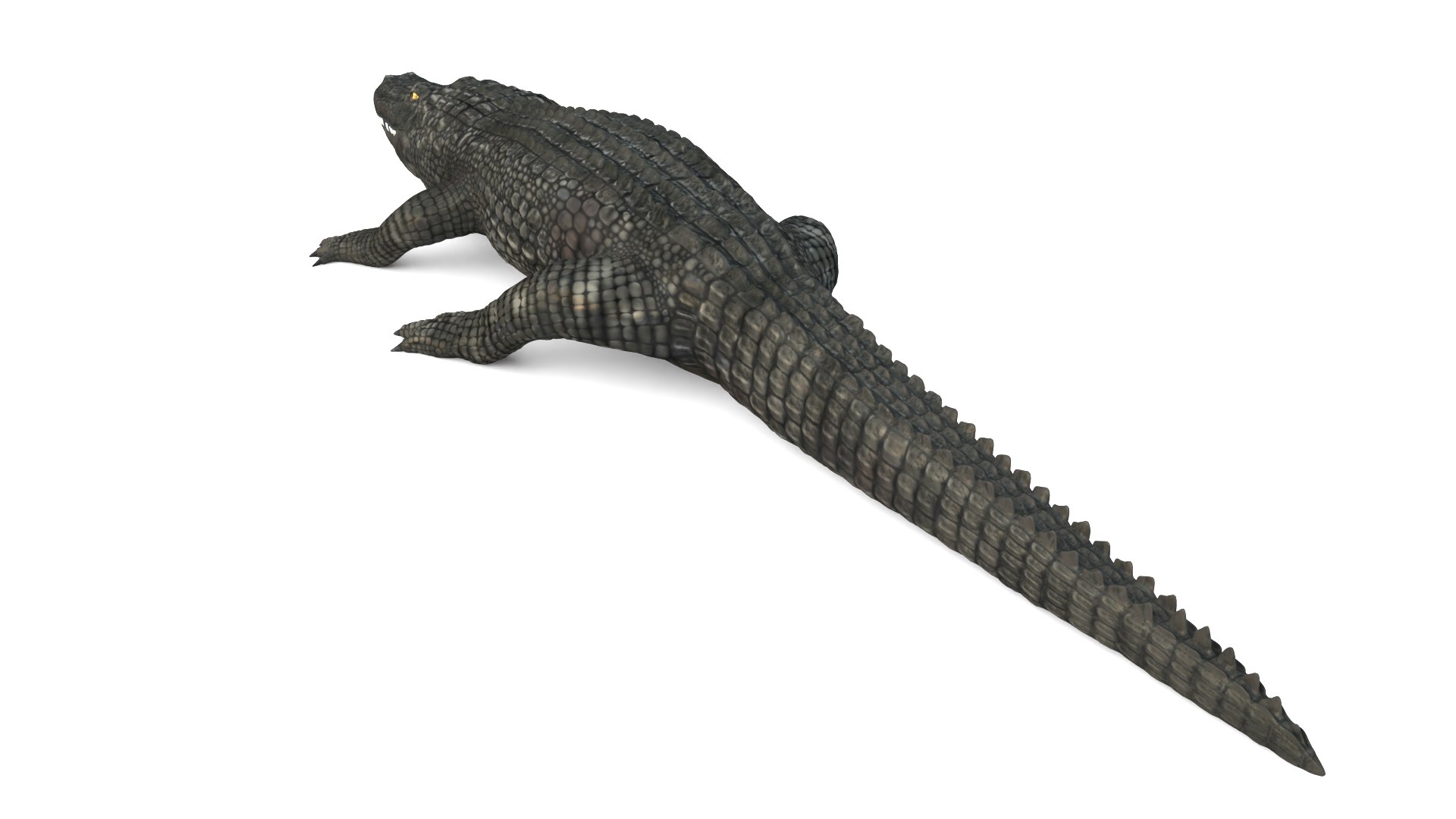 Alligator 3D Model - TurboSquid 2218693