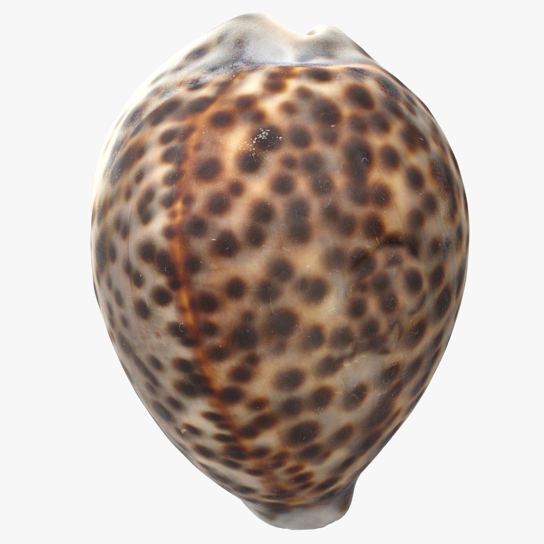 3D Sea Shell - TurboSquid 1960059