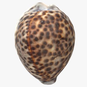 Sea Shell 3D Model - TurboSquid 1960048