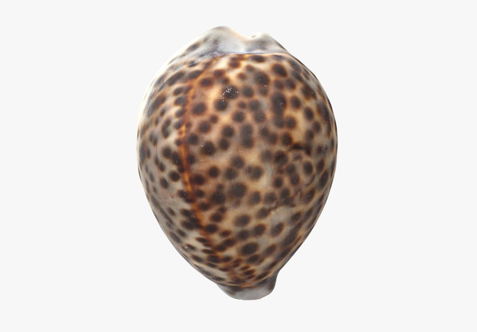 3D Sea Shell - TurboSquid 1960059