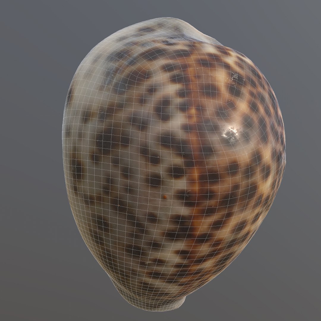 3D Sea Shell - TurboSquid 1960059