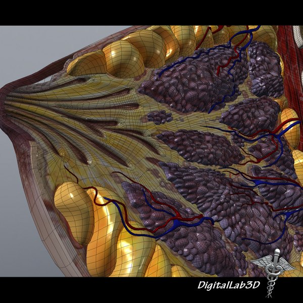 modelo 3d Anatomía humana del seno femenino - TurboSquid 535804