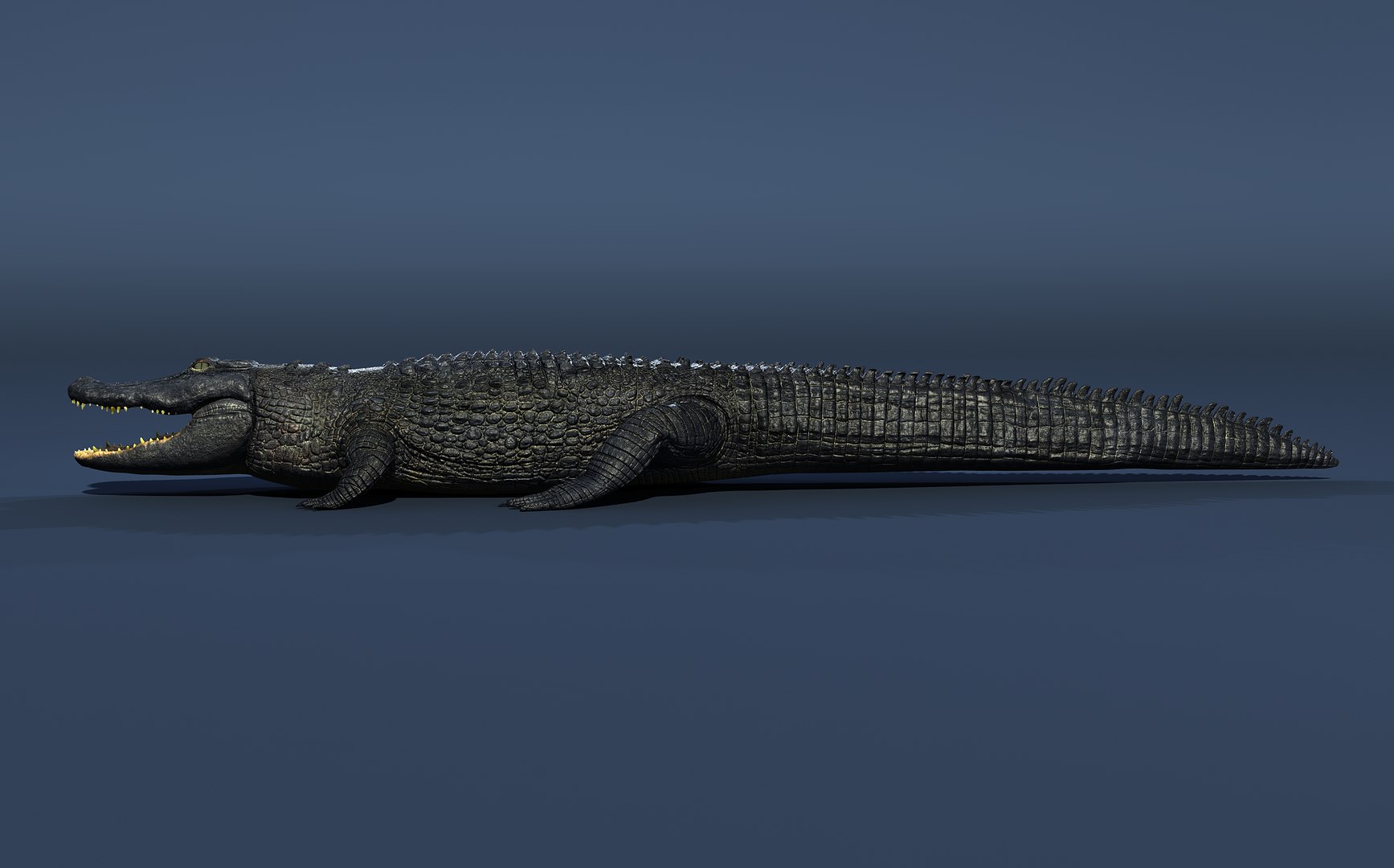 Aligator Alligator 3d Max