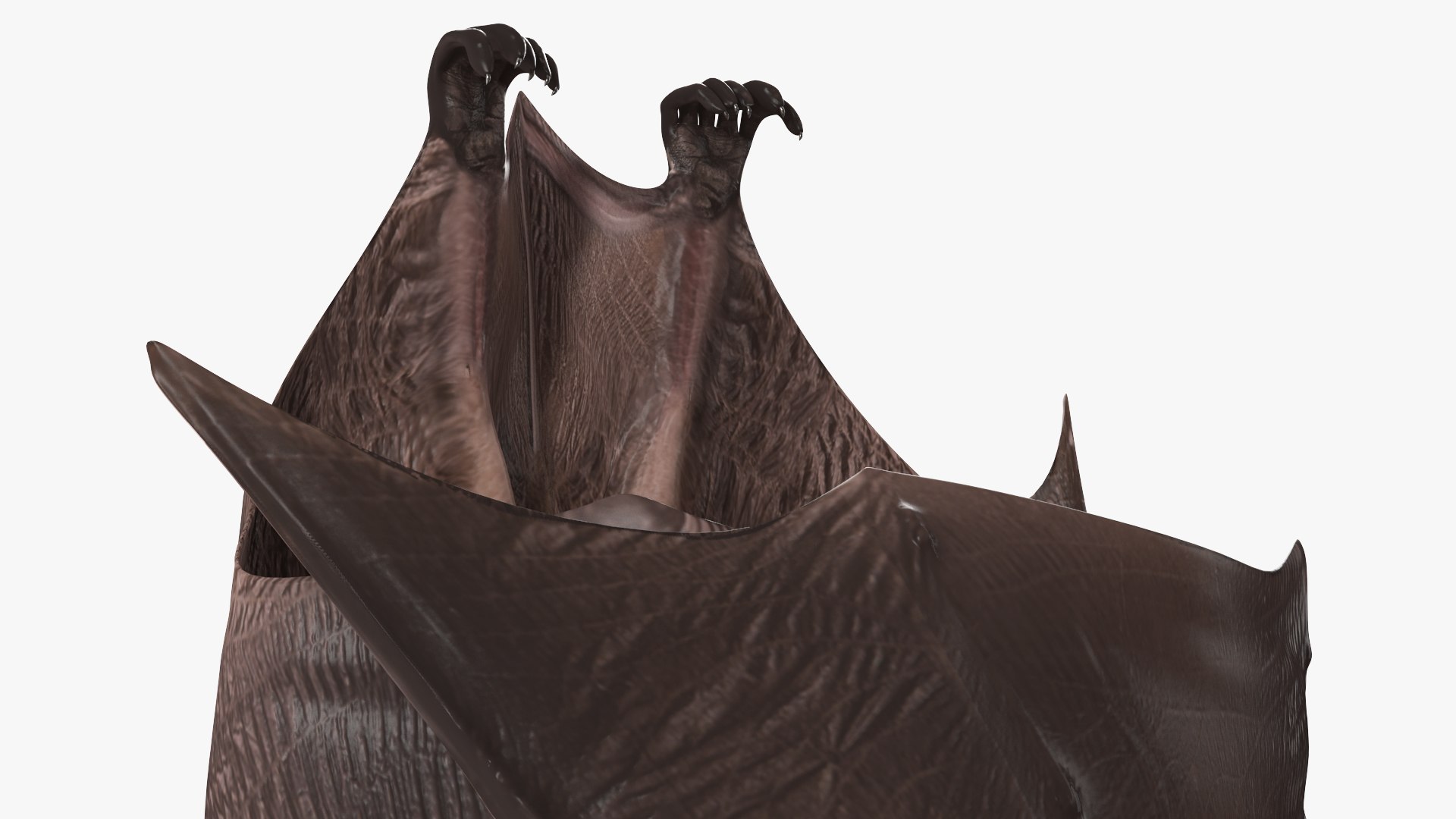 Hanging Black Bat 3D Model - TurboSquid 1856433