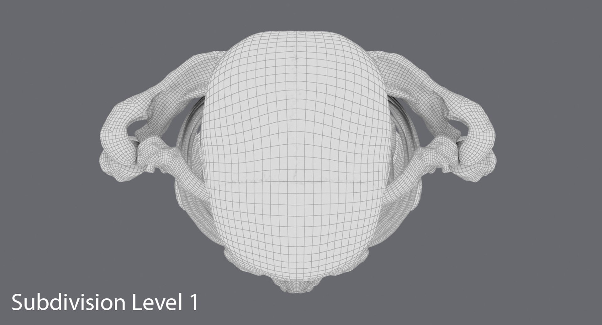 Female Skeleton 3d Model