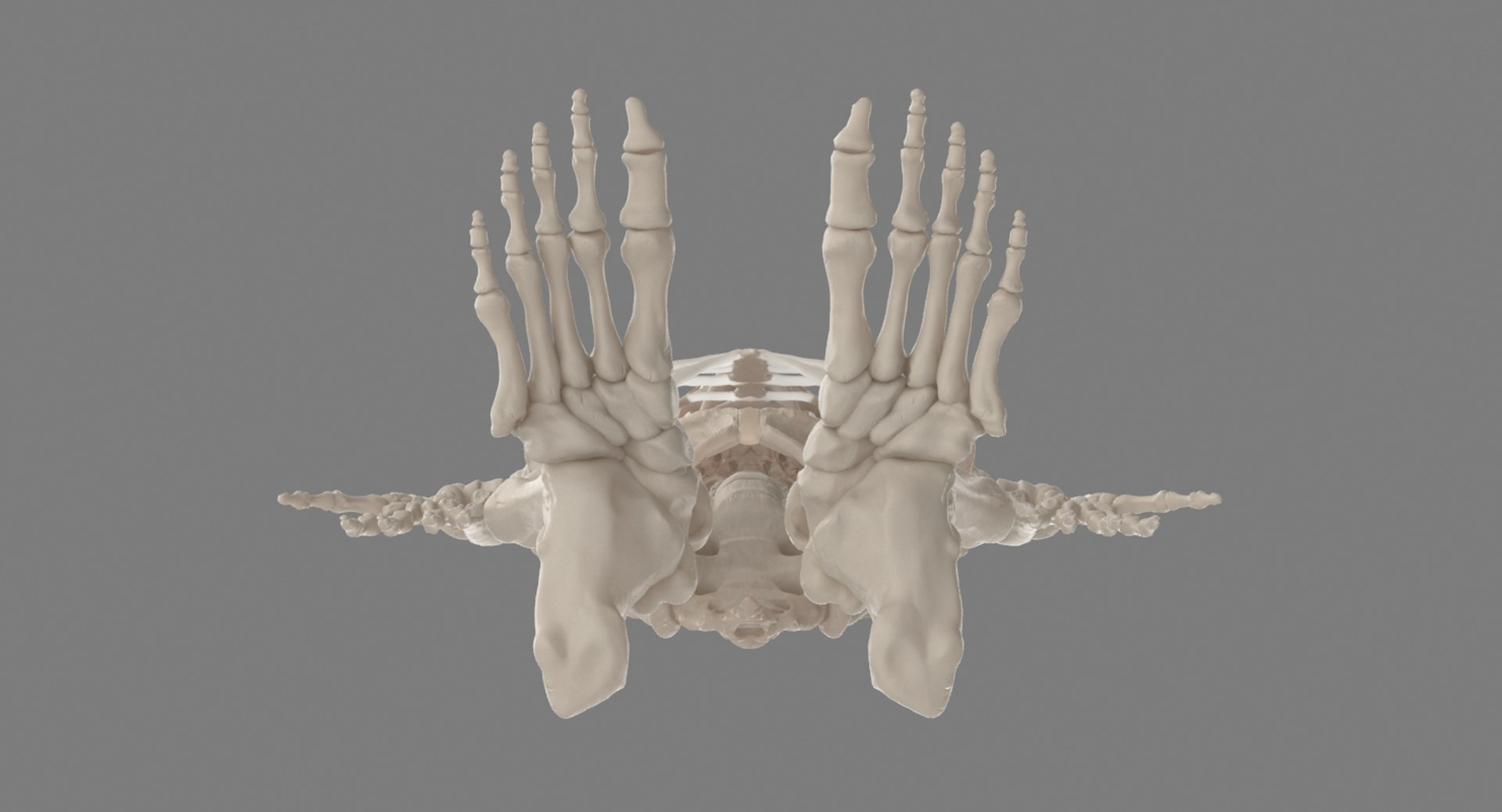 Female Skeleton 3d Model