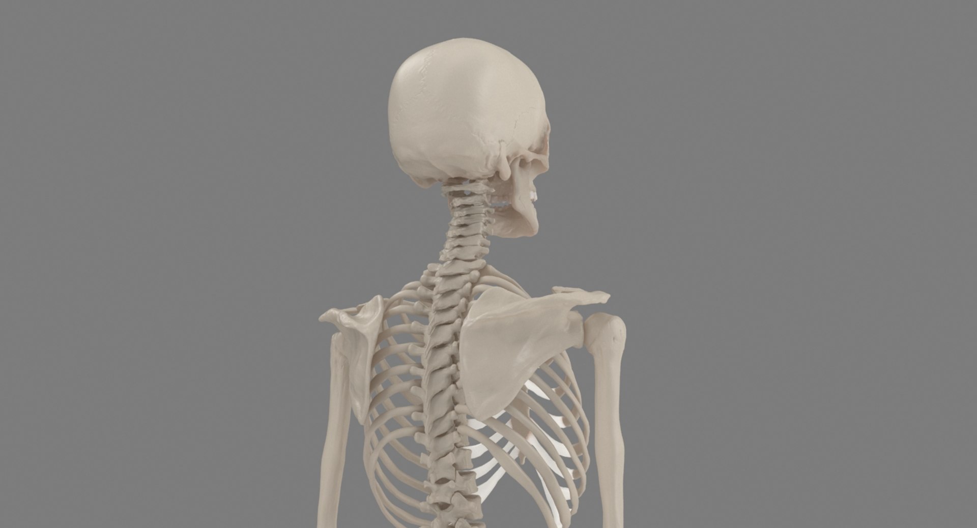 Female Skeleton 3d Model