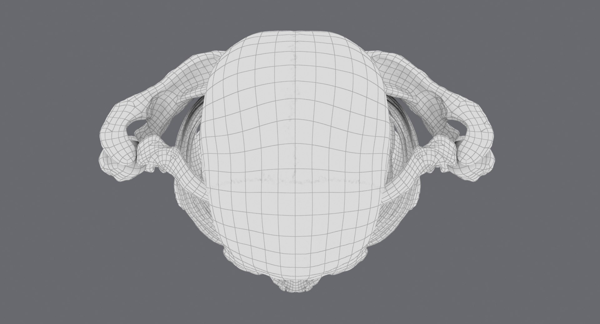 Female Skeleton 3d Model