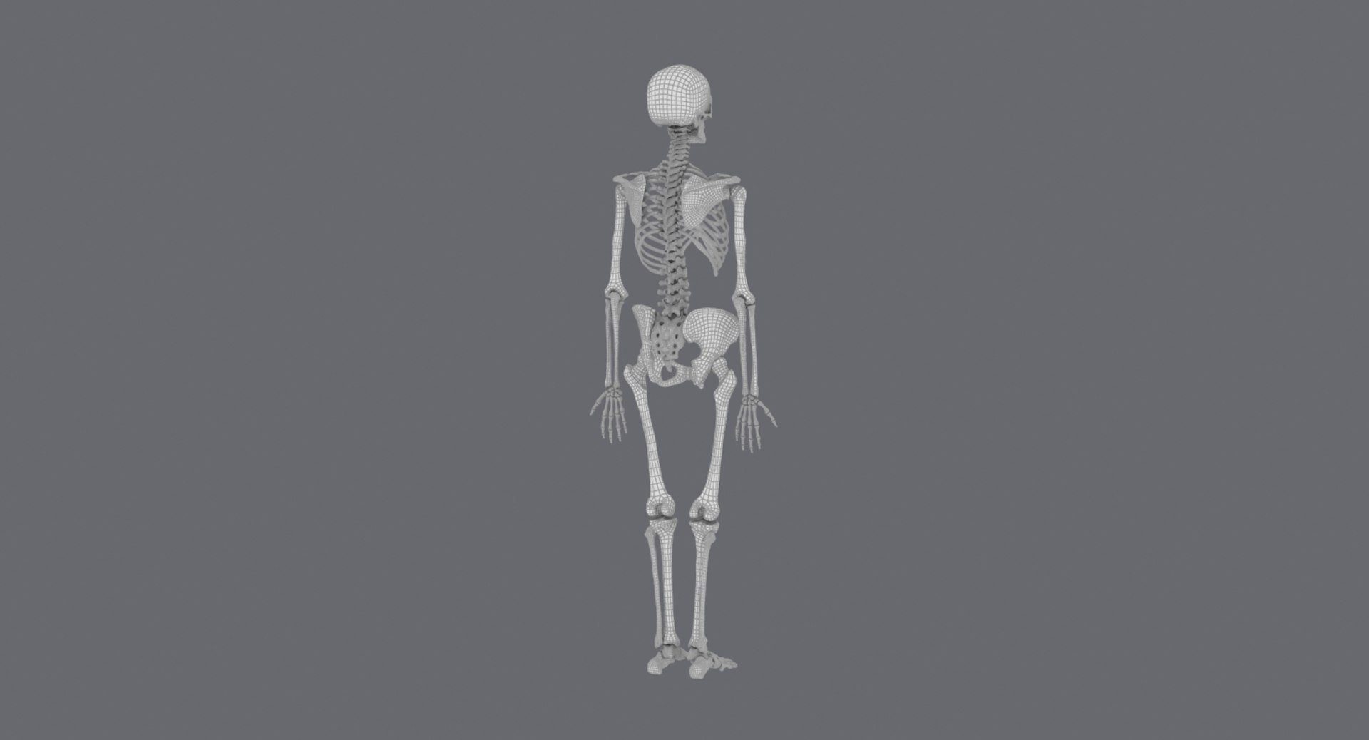 Female Skeleton 3d Model