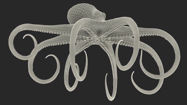 modelo 3d Octopus Vulgaris preparado para Maya - TurboSquid 2035444