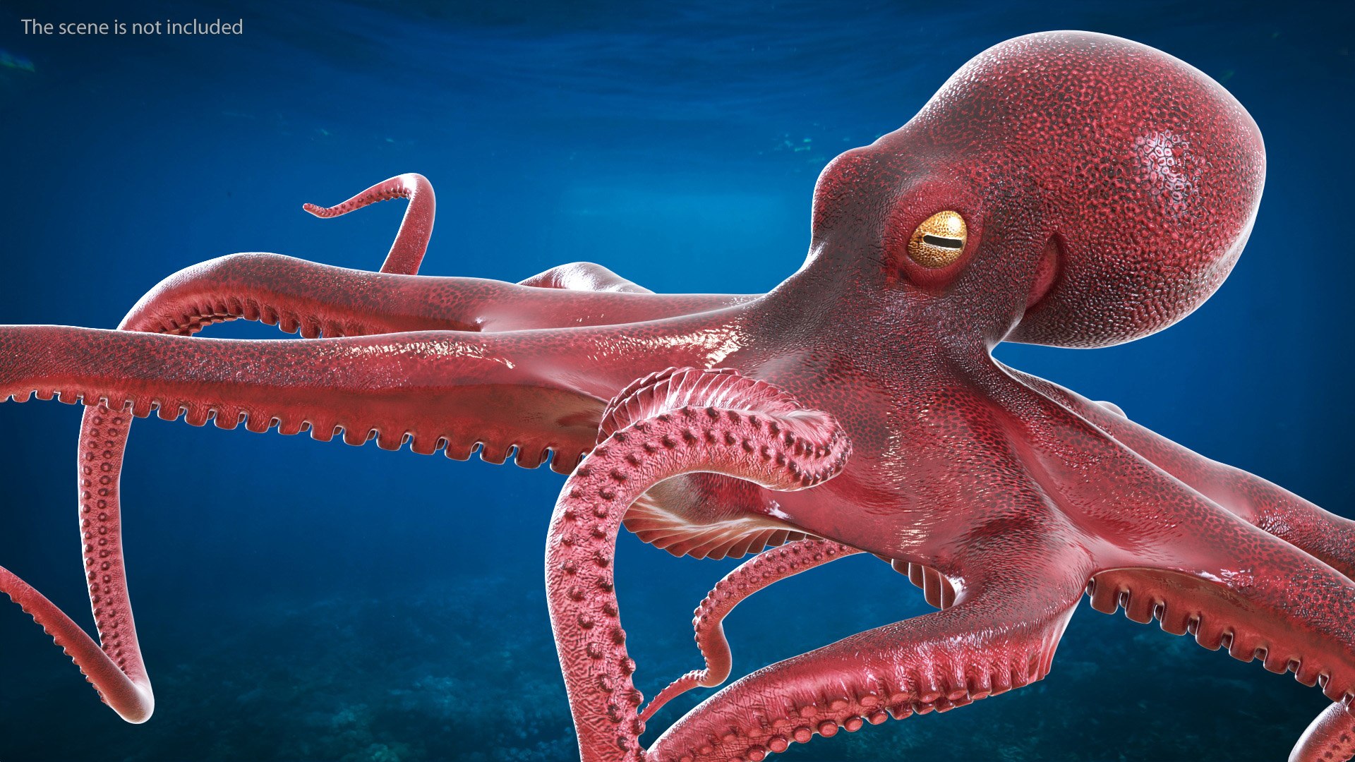 3D Octopus Vulgaris Rigged For Maya - TurboSquid 2035444