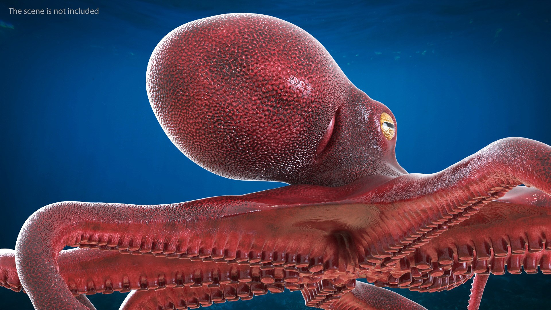 3D Octopus Vulgaris Rigged For Maya - TurboSquid 2035444