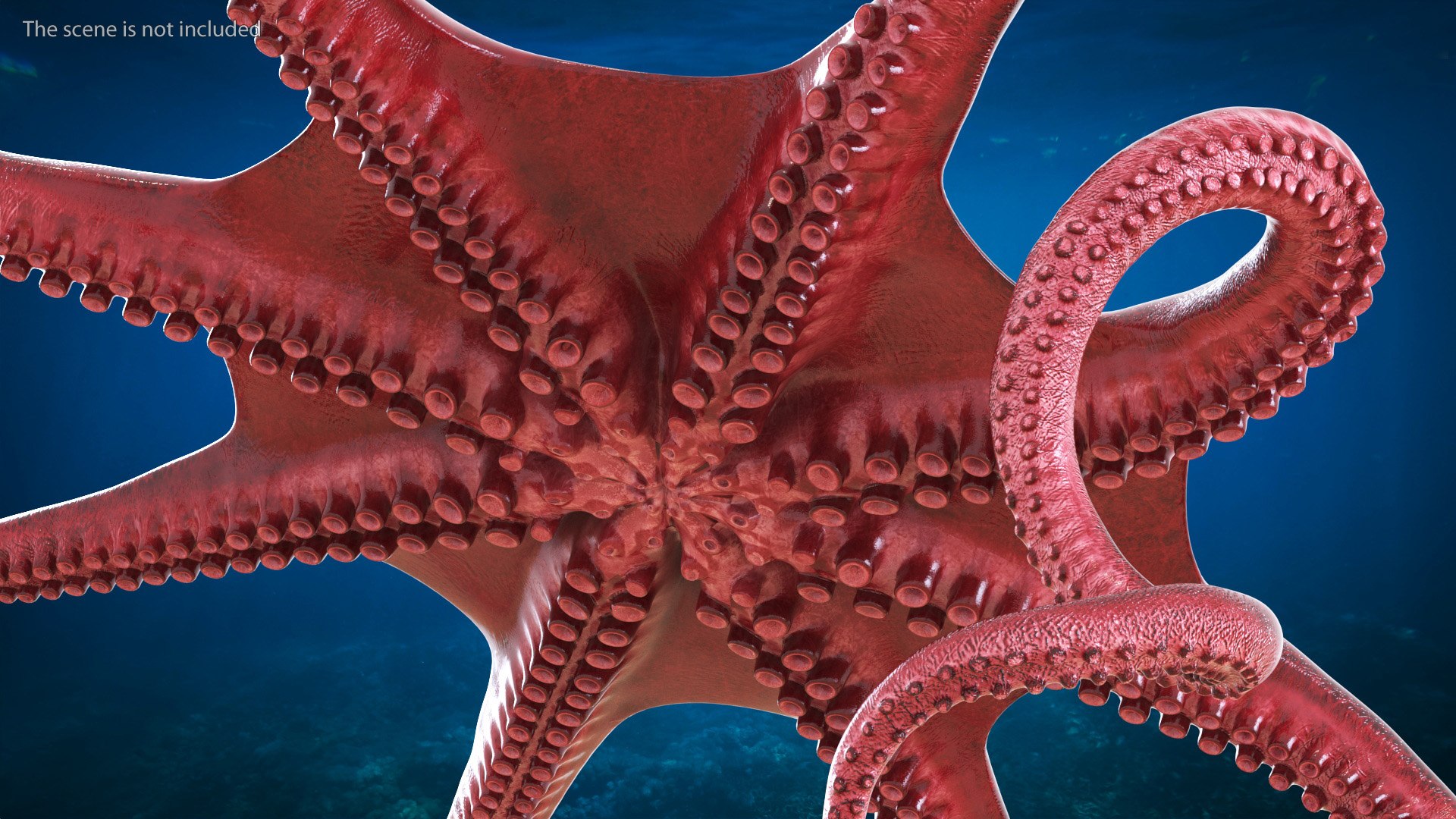 3D Octopus Vulgaris Rigged For Maya - TurboSquid 2035444