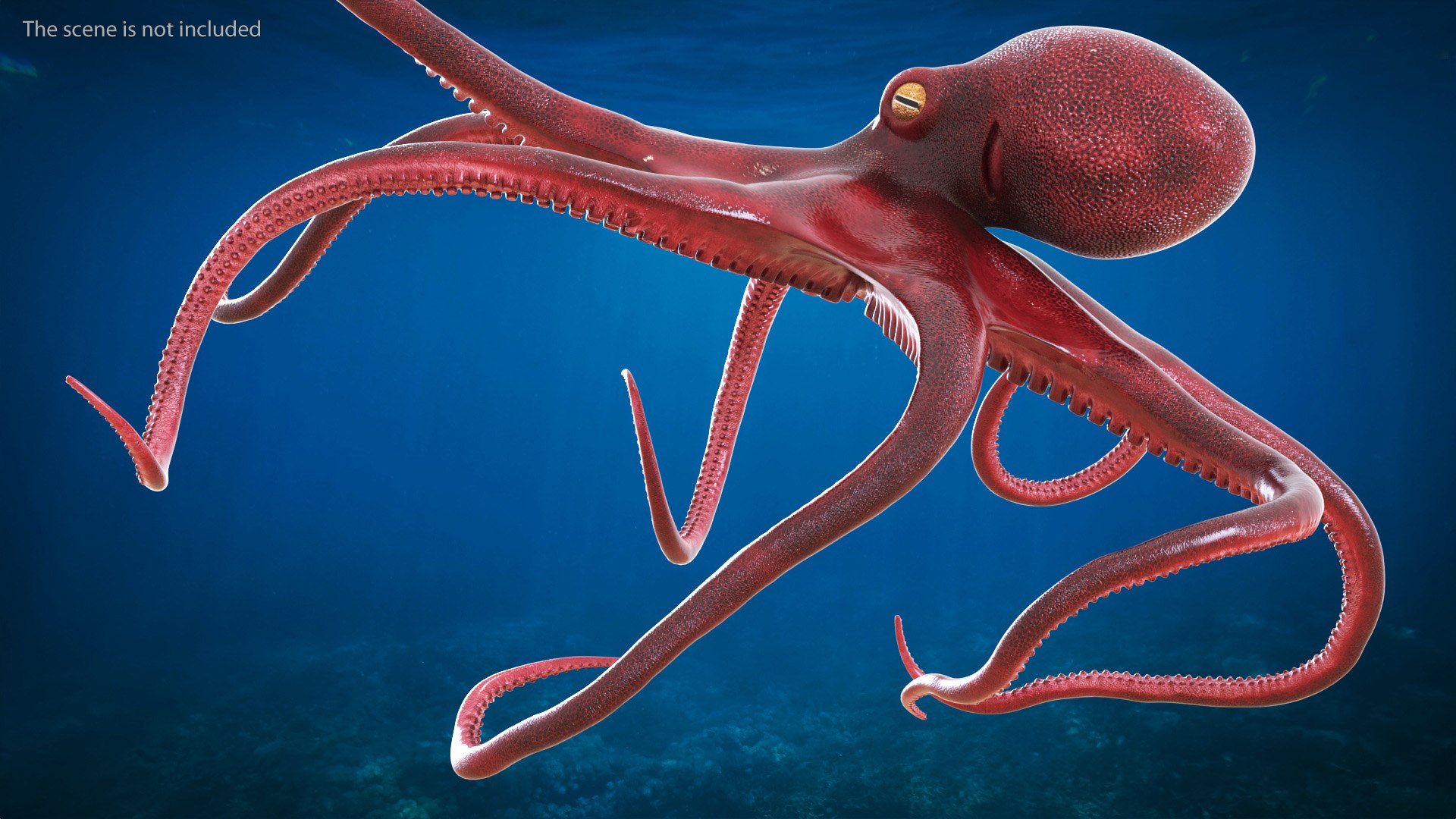 3D Octopus Vulgaris Rigged For Maya - TurboSquid 2035444