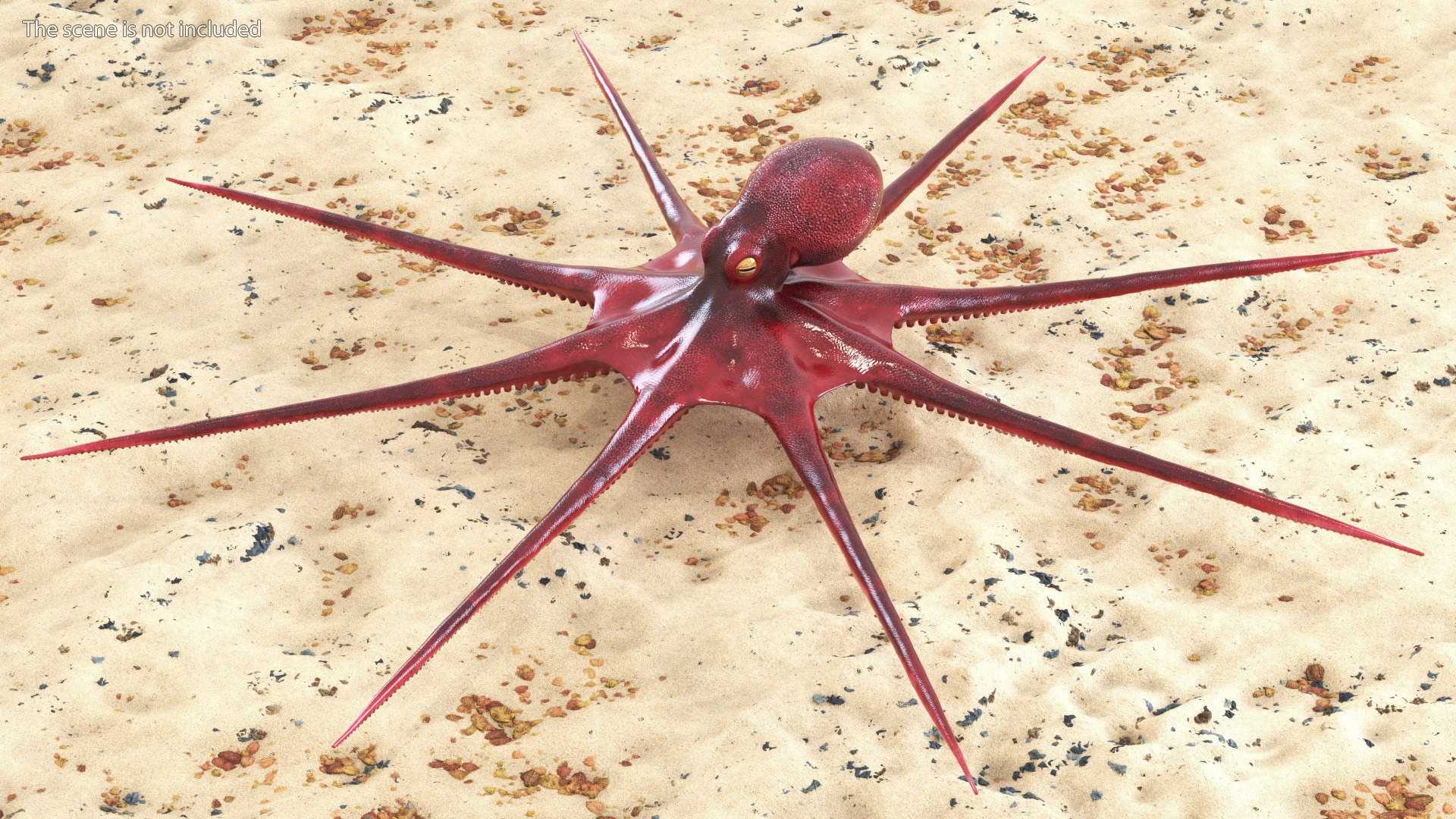 3D Octopus Vulgaris Rigged For Maya - TurboSquid 2035444