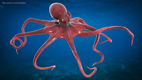modelo 3d Octopus Vulgaris preparado para Maya - TurboSquid 2035444